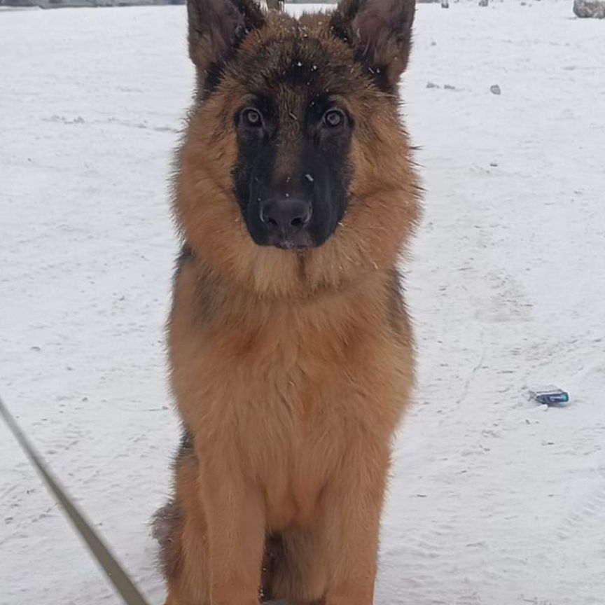 Немецкая овчарка с документами РКФ