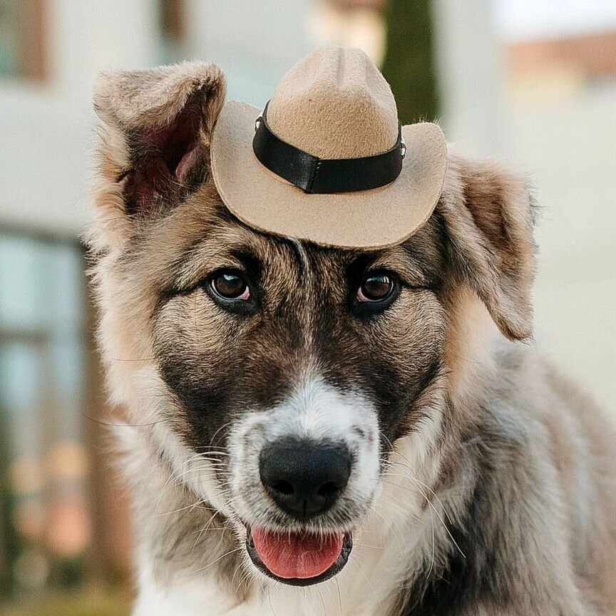 Собака в добрые руки