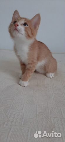 В ответственные руки котенок-мальчик