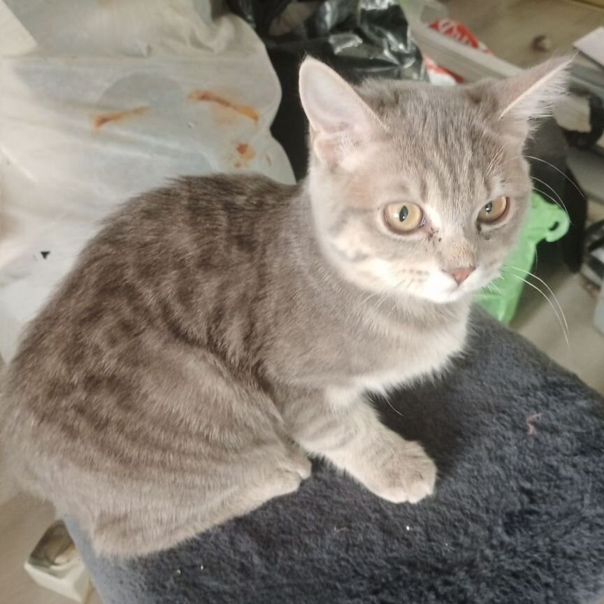 Шотландский прямоухий короткошёрстный котёнок