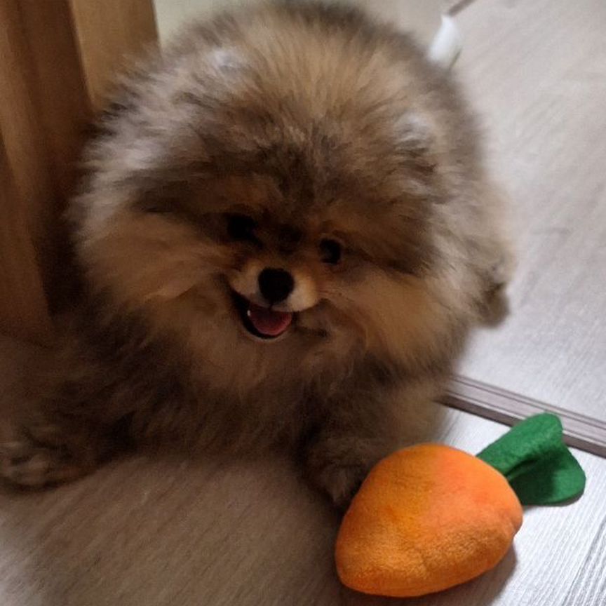 Померанский шпиц, щенок