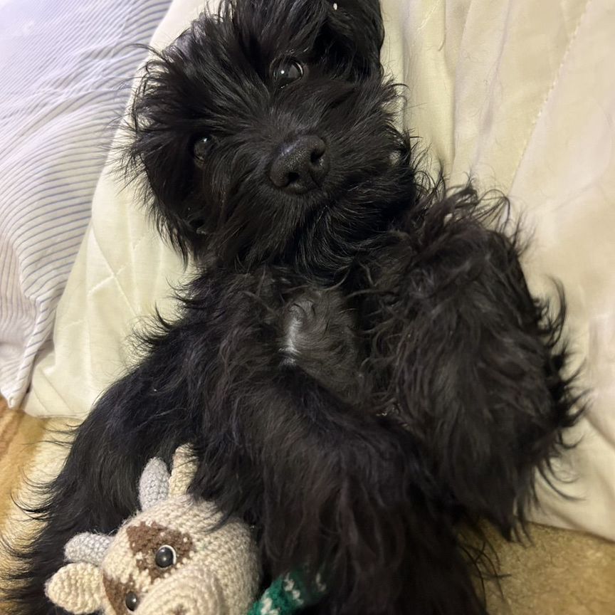 Собака в добрые руки