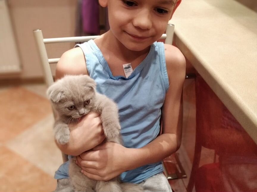 Кошечка британка