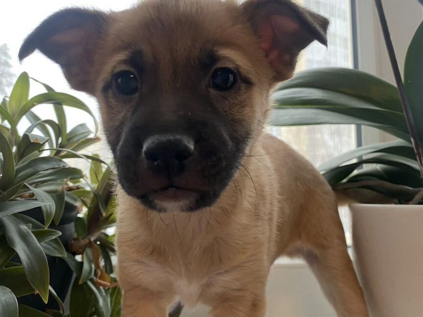 Щенок в добрые руки бесплатно