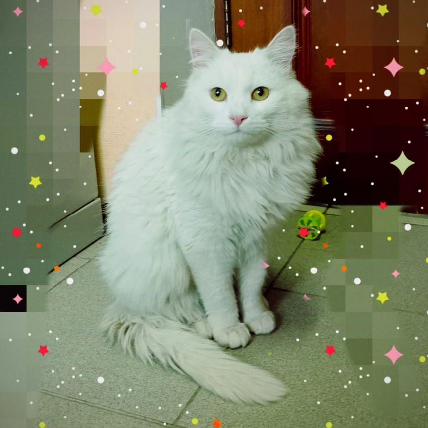 Котик в добрые руки 1 годик