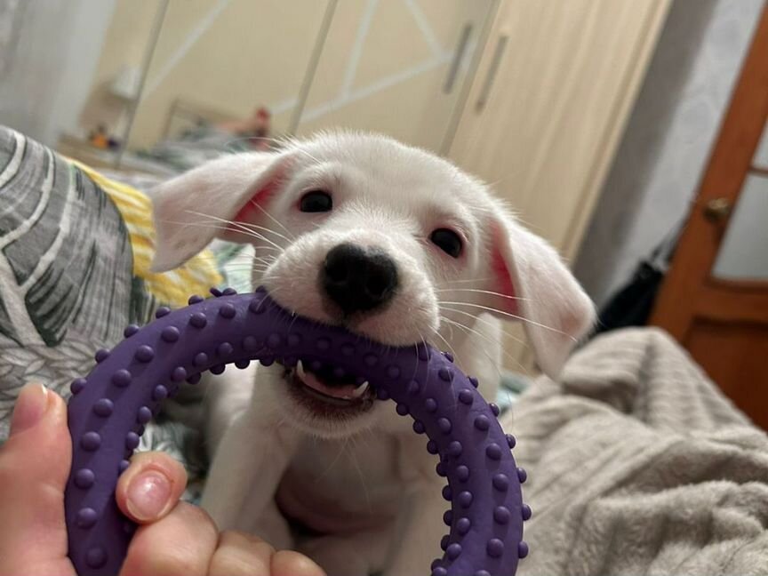 Отдам в добрые руки