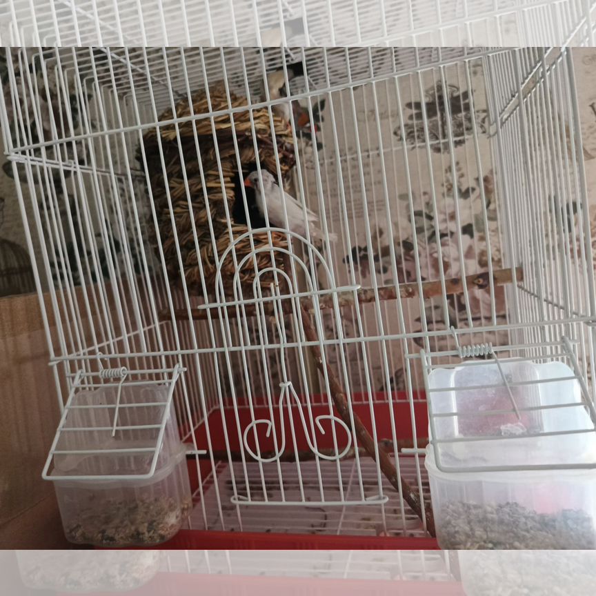 Амадины с клеткой