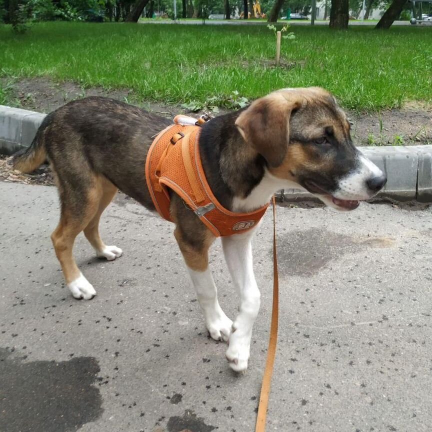 Щенок Моника в добрые руки бесплатно