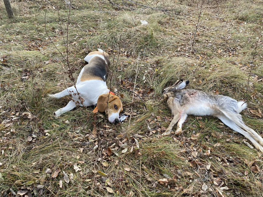 Эстонская гончая