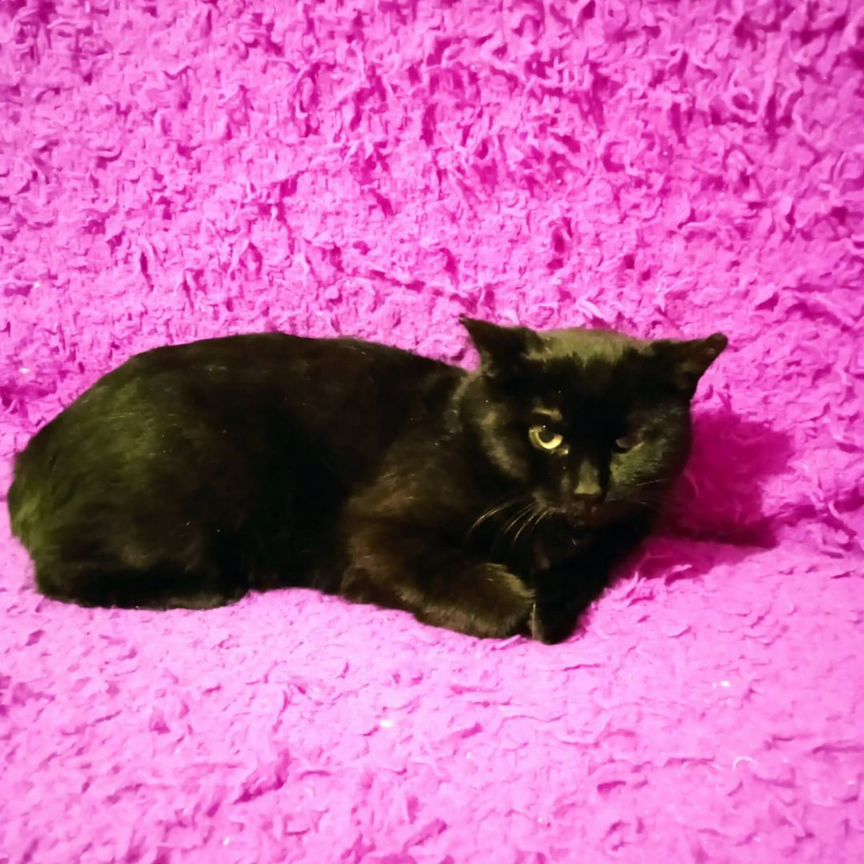 Молодая кошенка