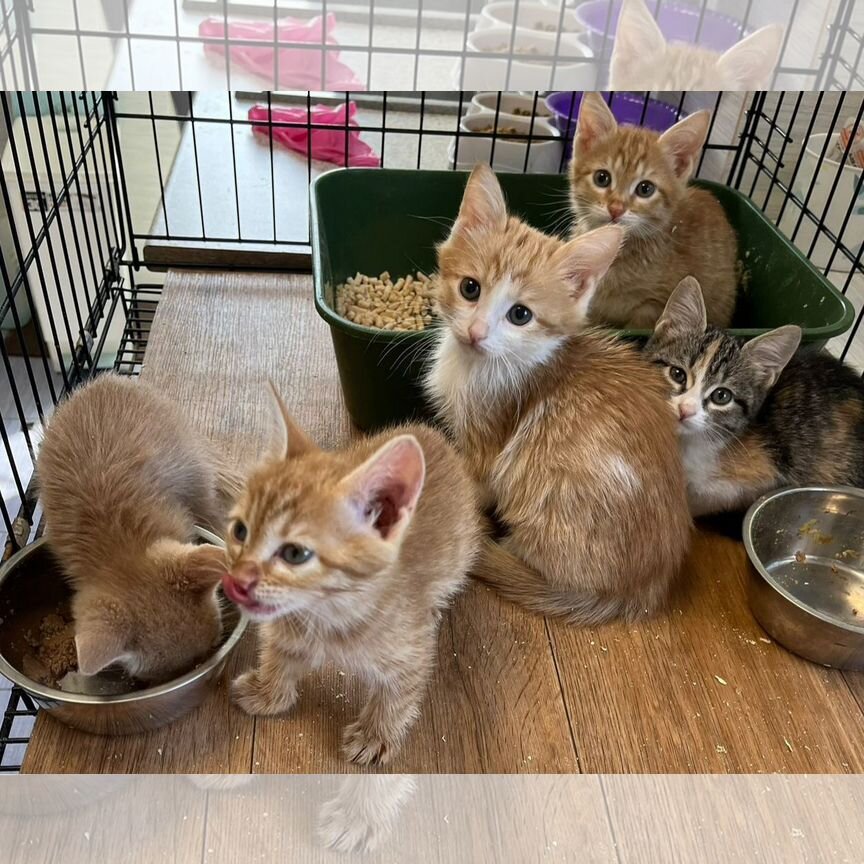 Котята малышата в добрые руки