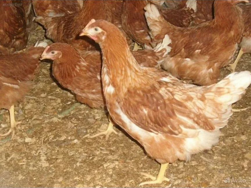 Куры молодки несушки