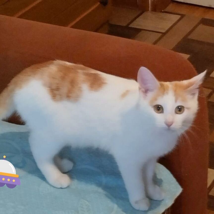 В добрые руки малыша с прививками,с паспортом