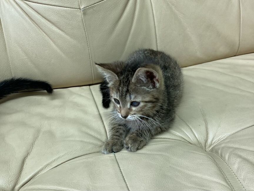 Котята в добрые руки бесплатно
