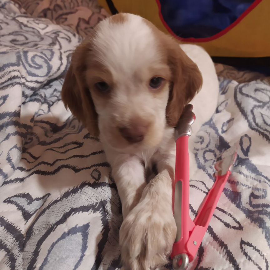 Английский кокер-спаниель, щенок