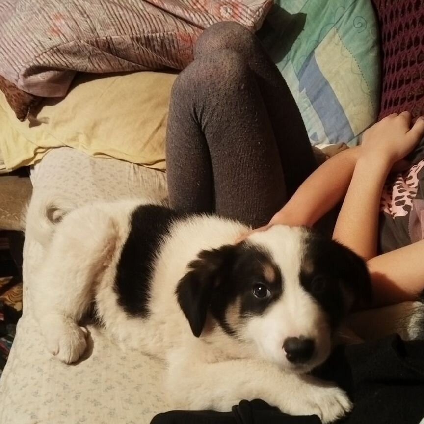 Кавказская овчарка, щенок