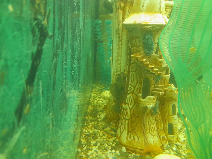 Сом птеригоплихт