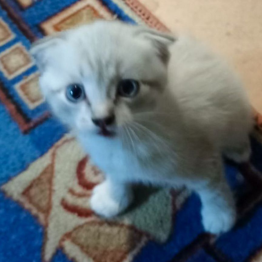 Котёнок в добрые руки