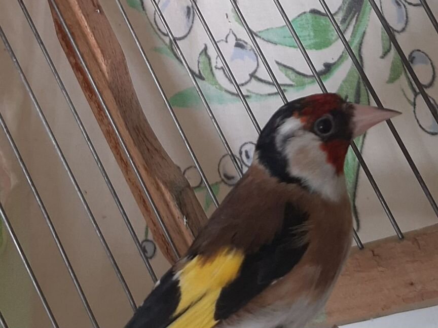 Щегол самец