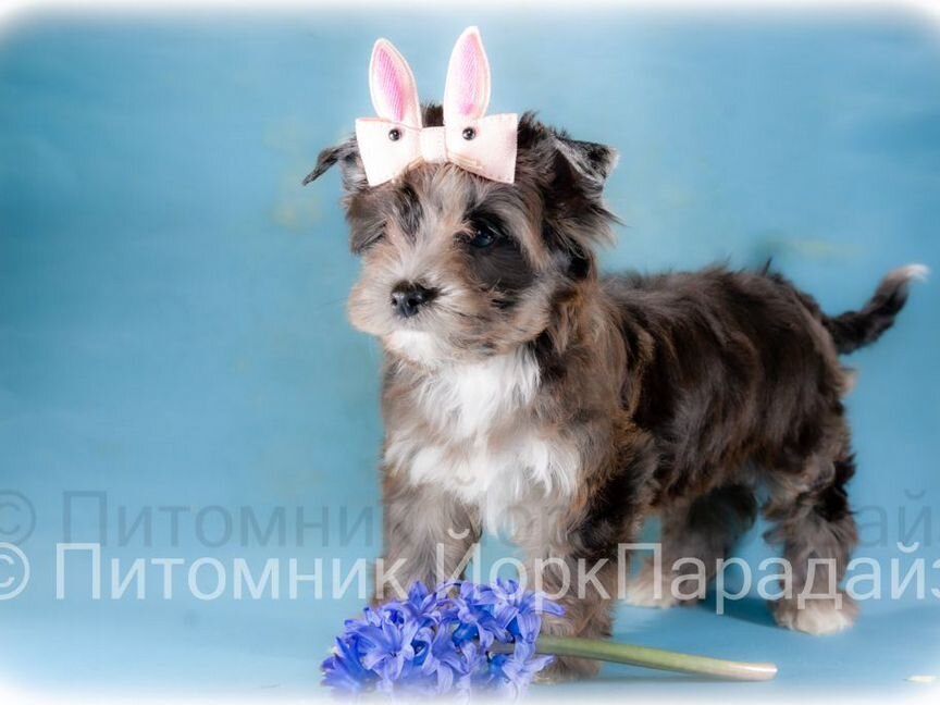 Щенки цветного йорка