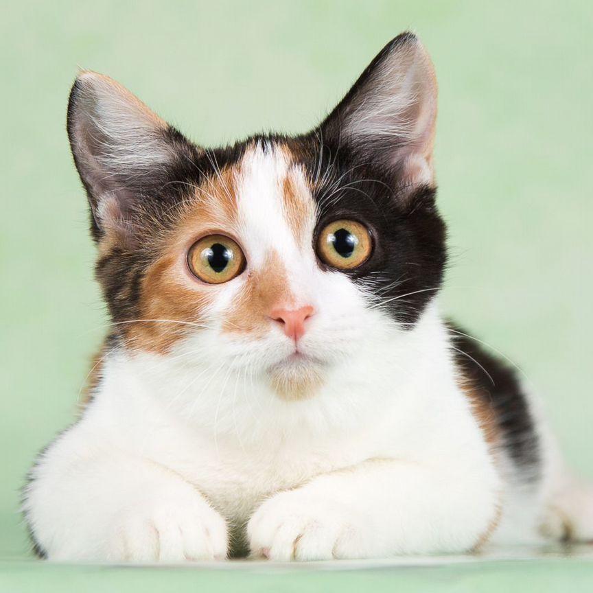 Трехцветный котенок девочка 3,5 мес в дар