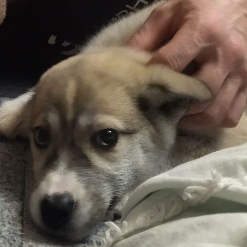 Щенок в добрые руки