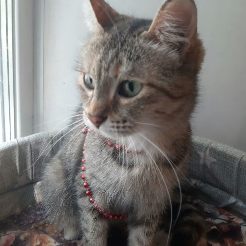 Кошечка Маша в добрые руки