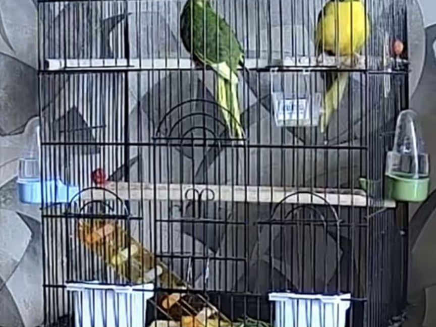 Попугаи какарики