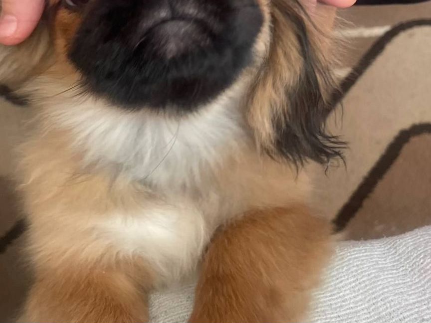 Отдам щенка Пекинеса