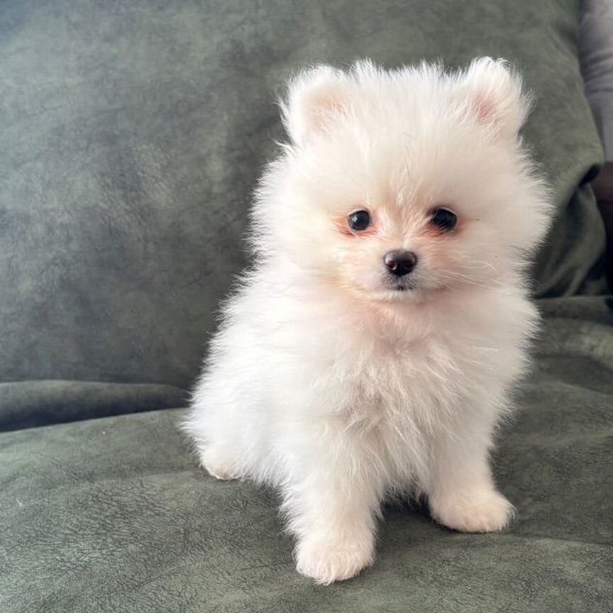 Померанский шпиц, щенок