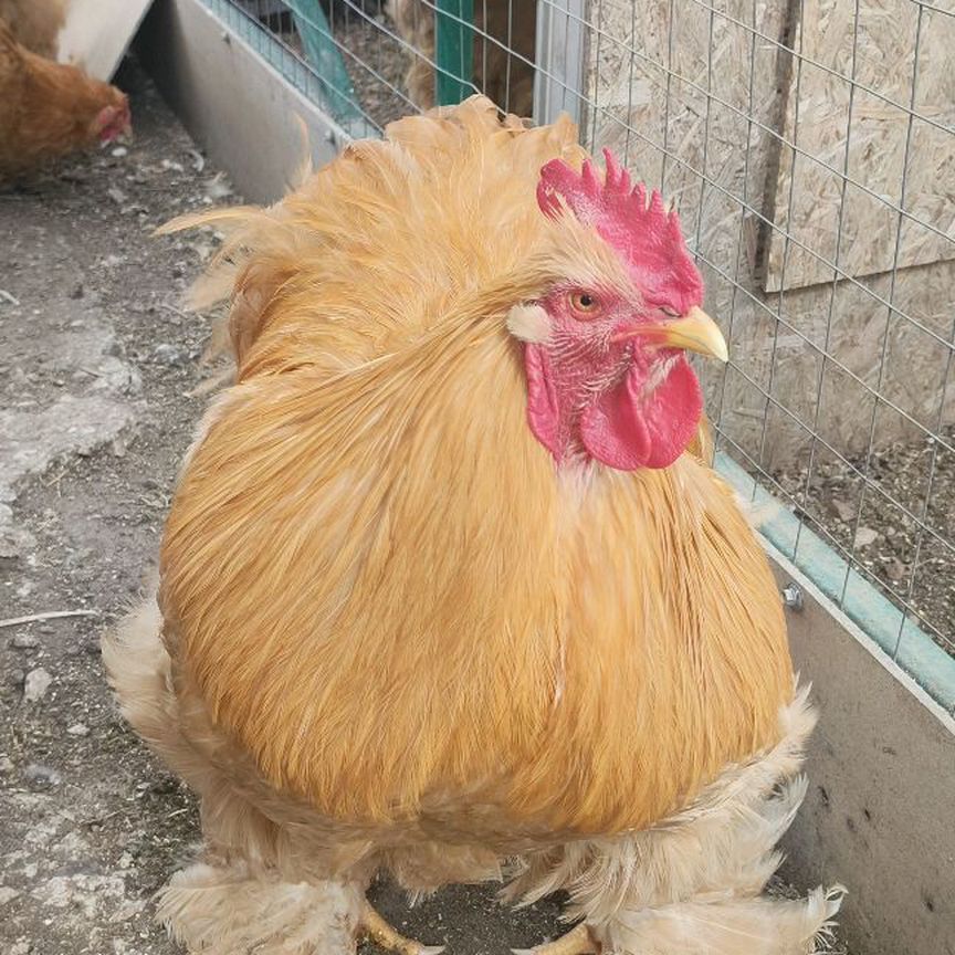 Куры  кохонхи палевый