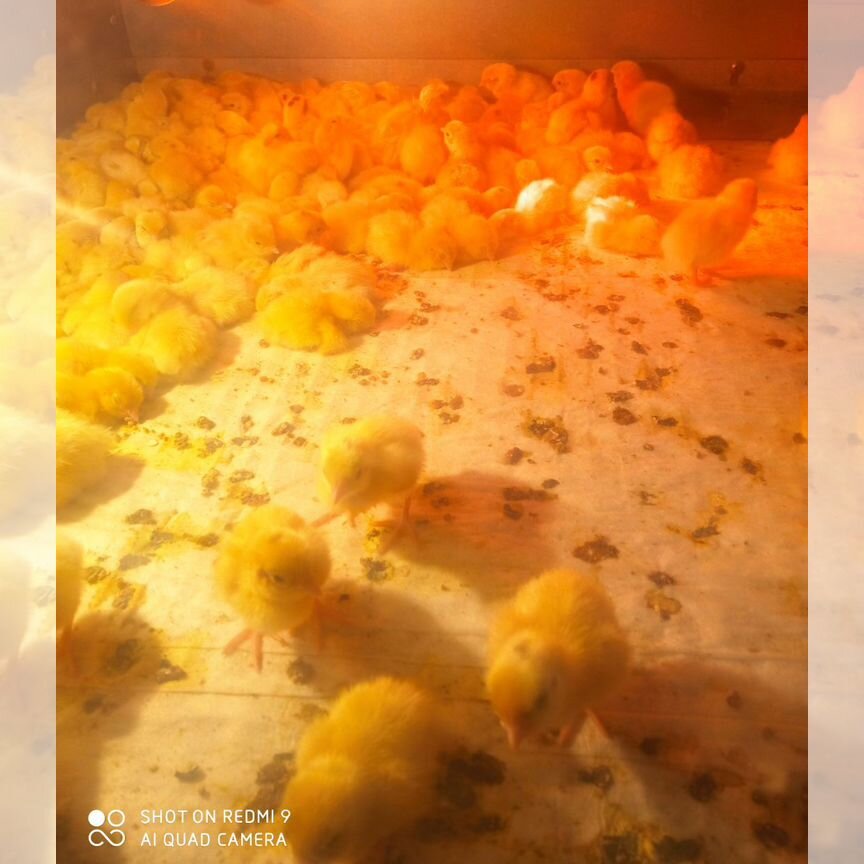 Перепела суточные