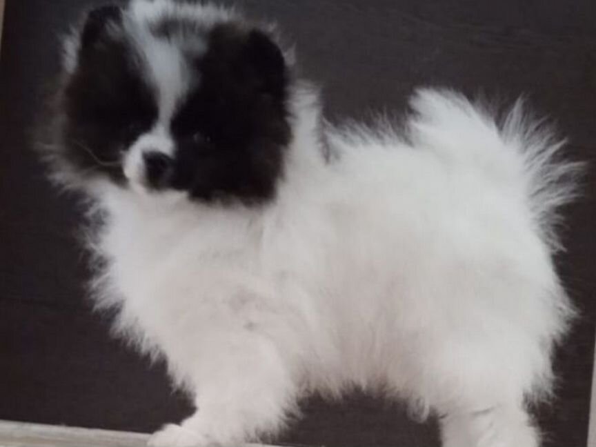 Щенки померанского шпица