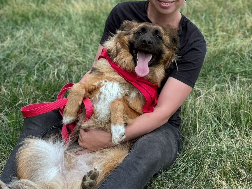 Собака Подросток Фиона