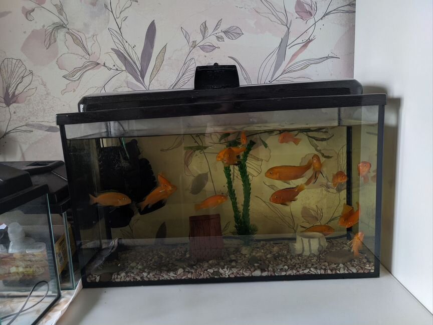 Аквариум с рыбками