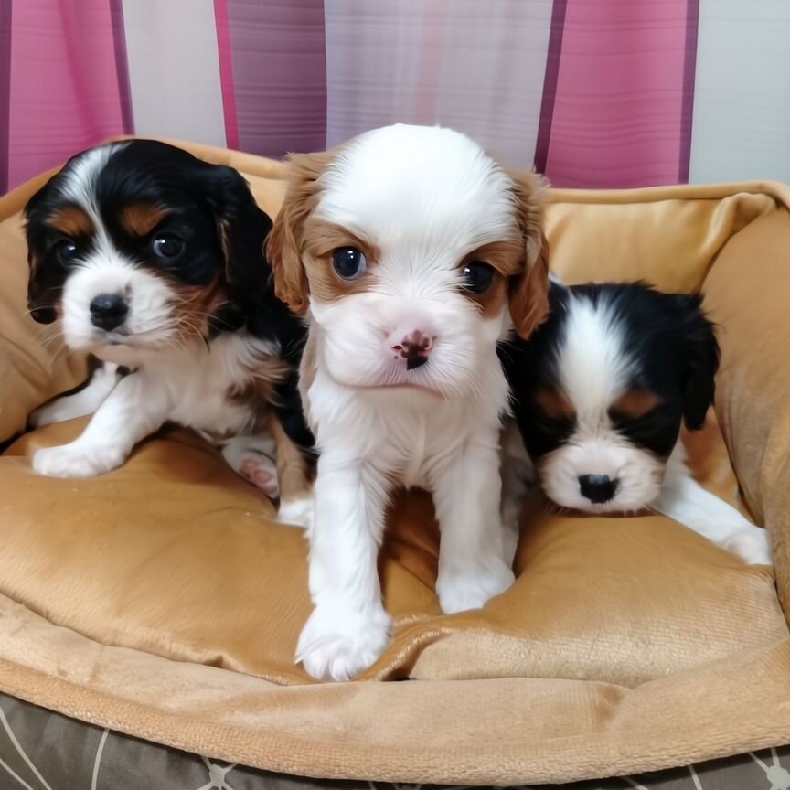 Кавалер кинг-чарльз-спаниель, щенок