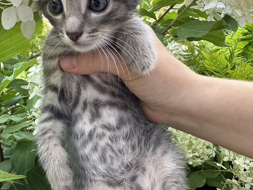 Отдам котенка в добрые руки