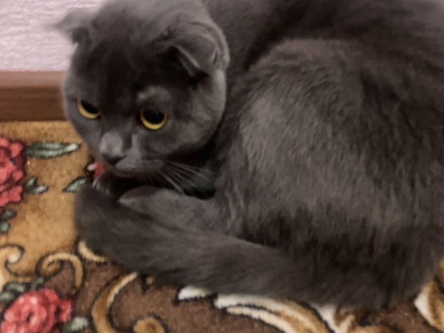 Кошка веслоухая, британка