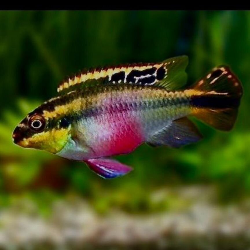 Пельвикахромис 2 шт самки отдам