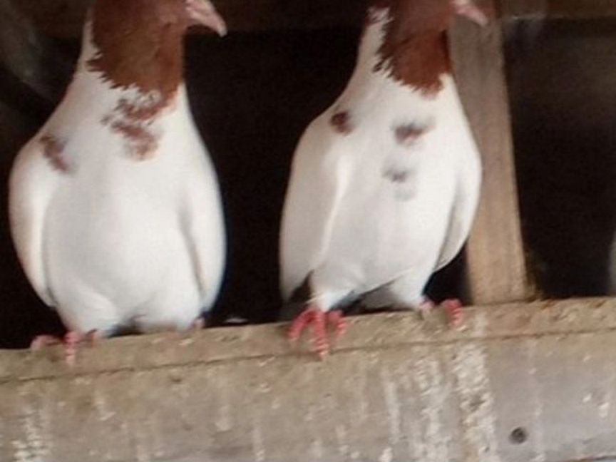 Голуби с хорошей игрой