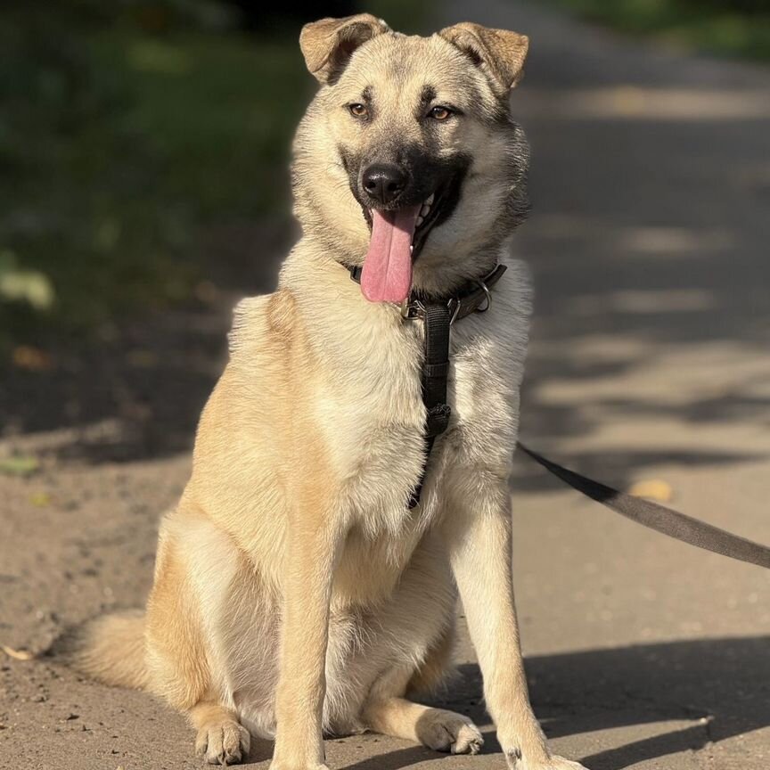 Взрослый пёс в добрые руки