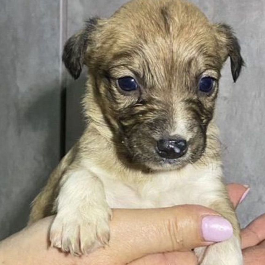 Отдам щенков