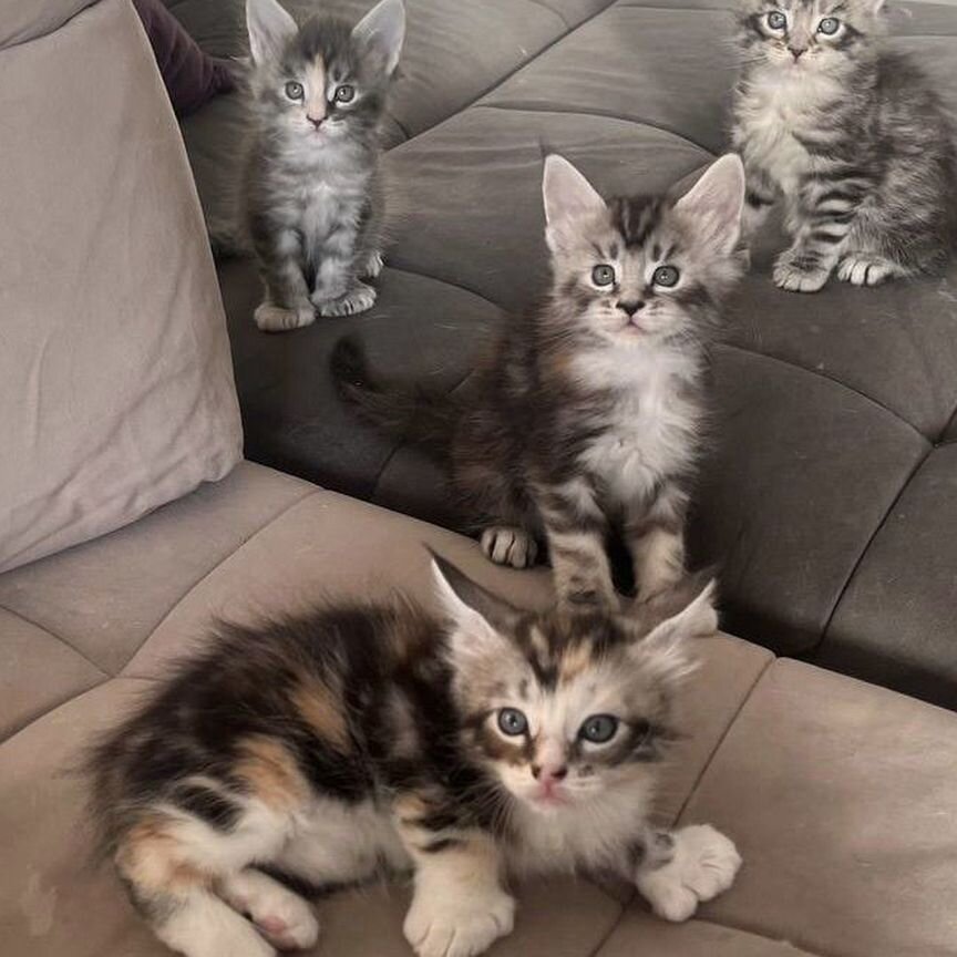 Мейн-кун котёнок