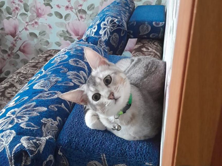 Отдам кота в добрые руки