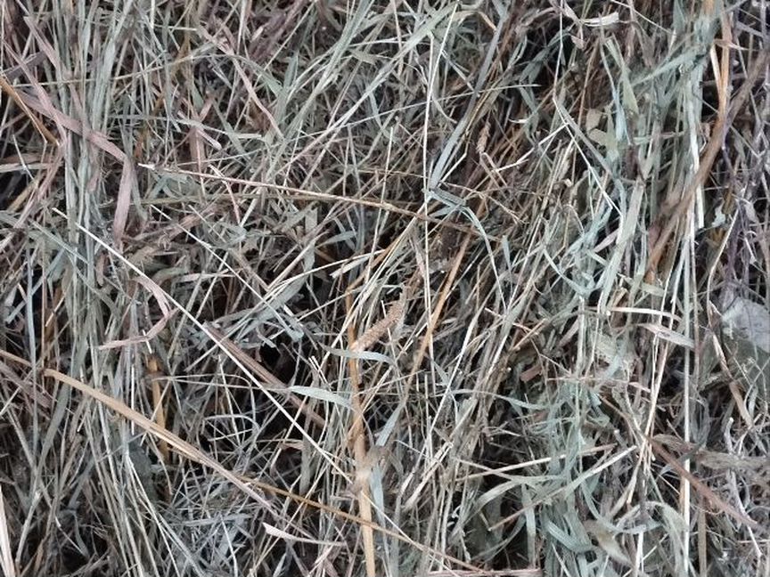 Сено мешками луговое ароматное