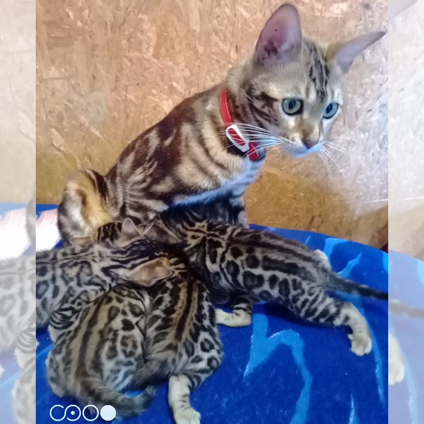 Бенгальские котята