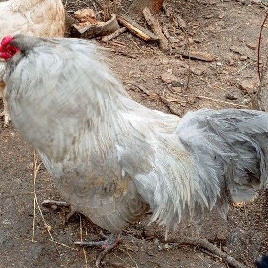 Петух породы амераукана