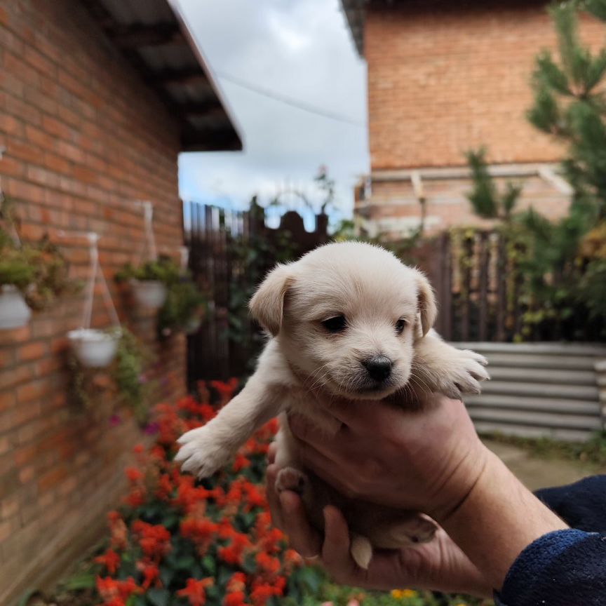 Щеночки в добрые ручки бесплатно