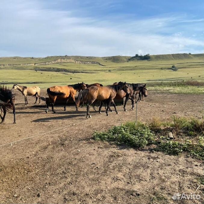 Кабыла с жеребенком