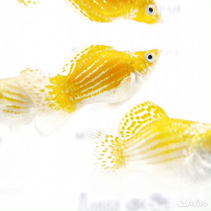 Моллинезия Баллон Золотая (арт 5109)